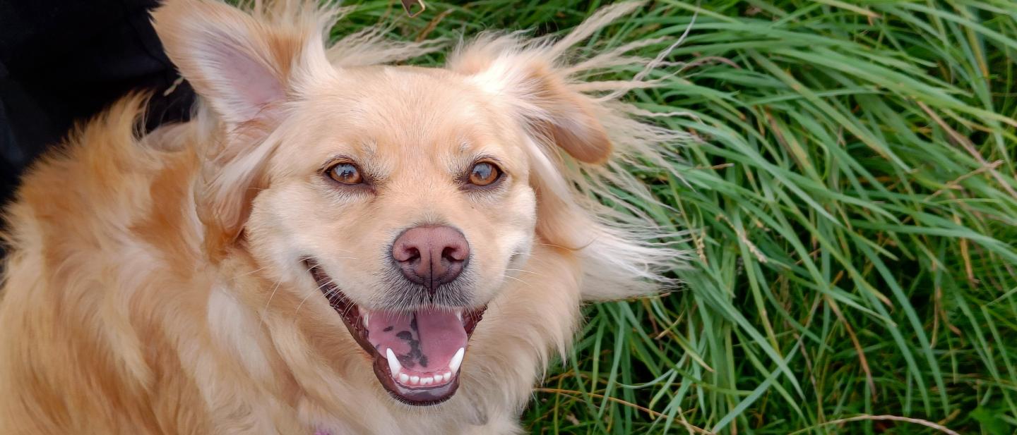 Havant Borough Council has been celebrated with a prestigious animal ...